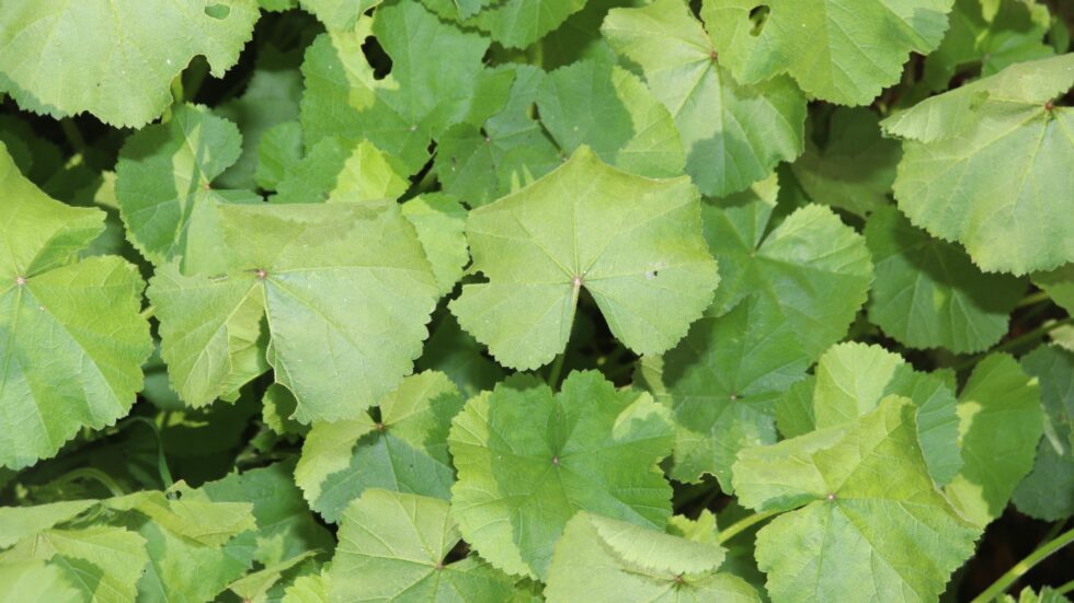 Ultimate Mallow Weed Control: A Complete Step-by-Step Guide